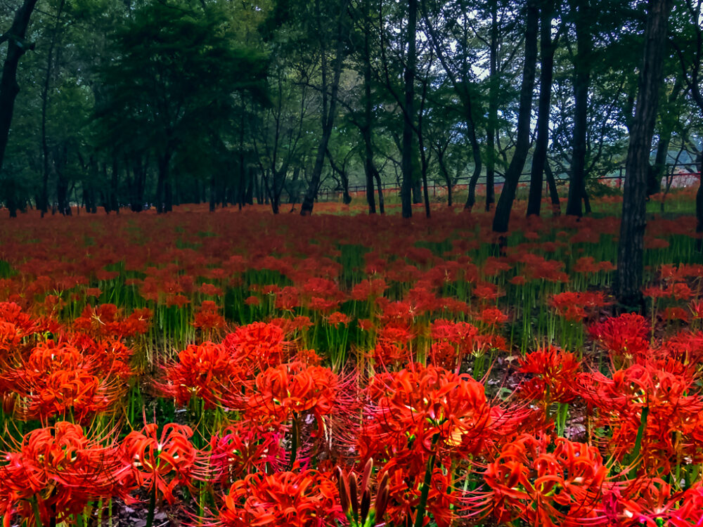 A Beautiful Kinchakuda Park for a Half-Day Trip from Tokyo